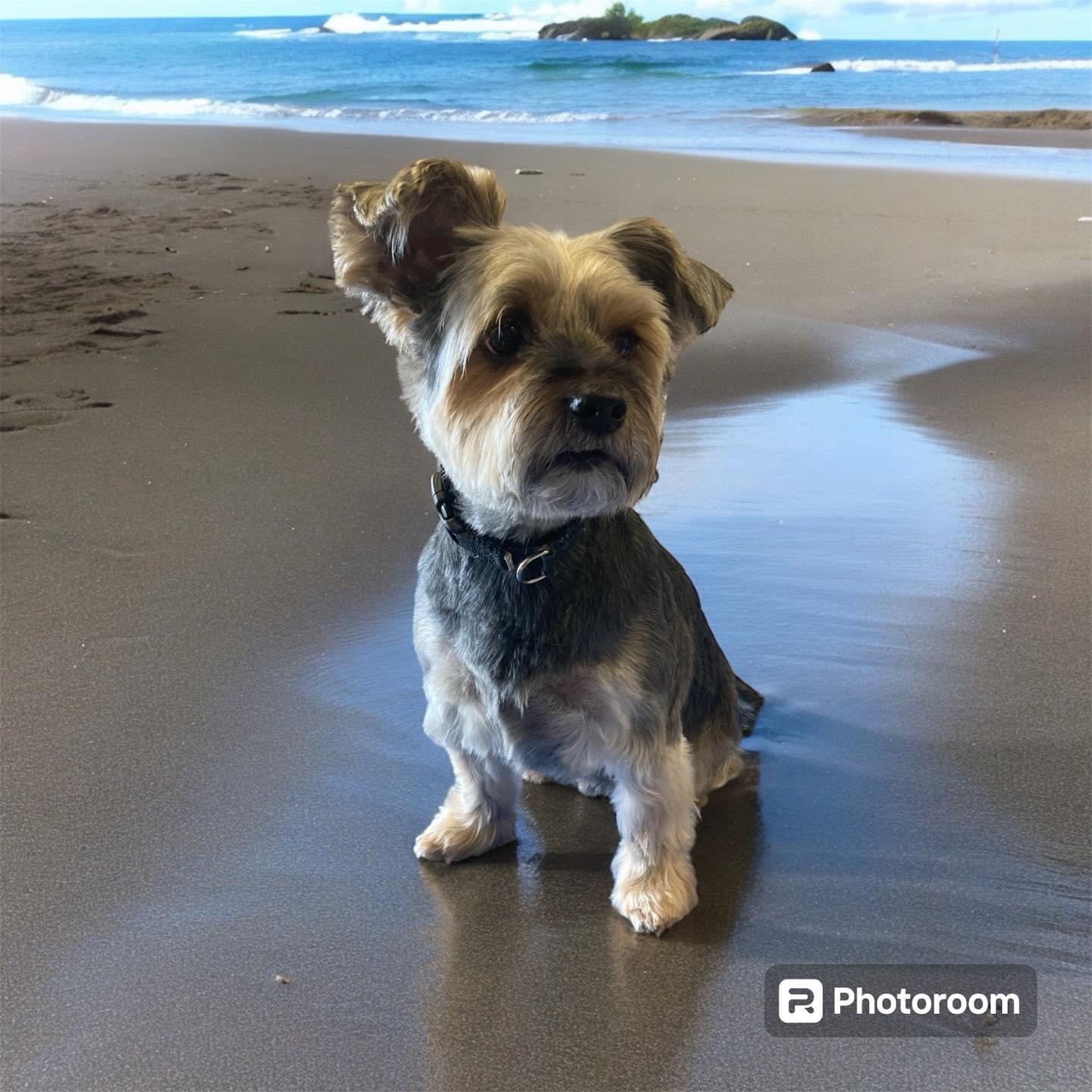 Daralis Dog Grooming – Dog grooming Sompting Lancing Worthing